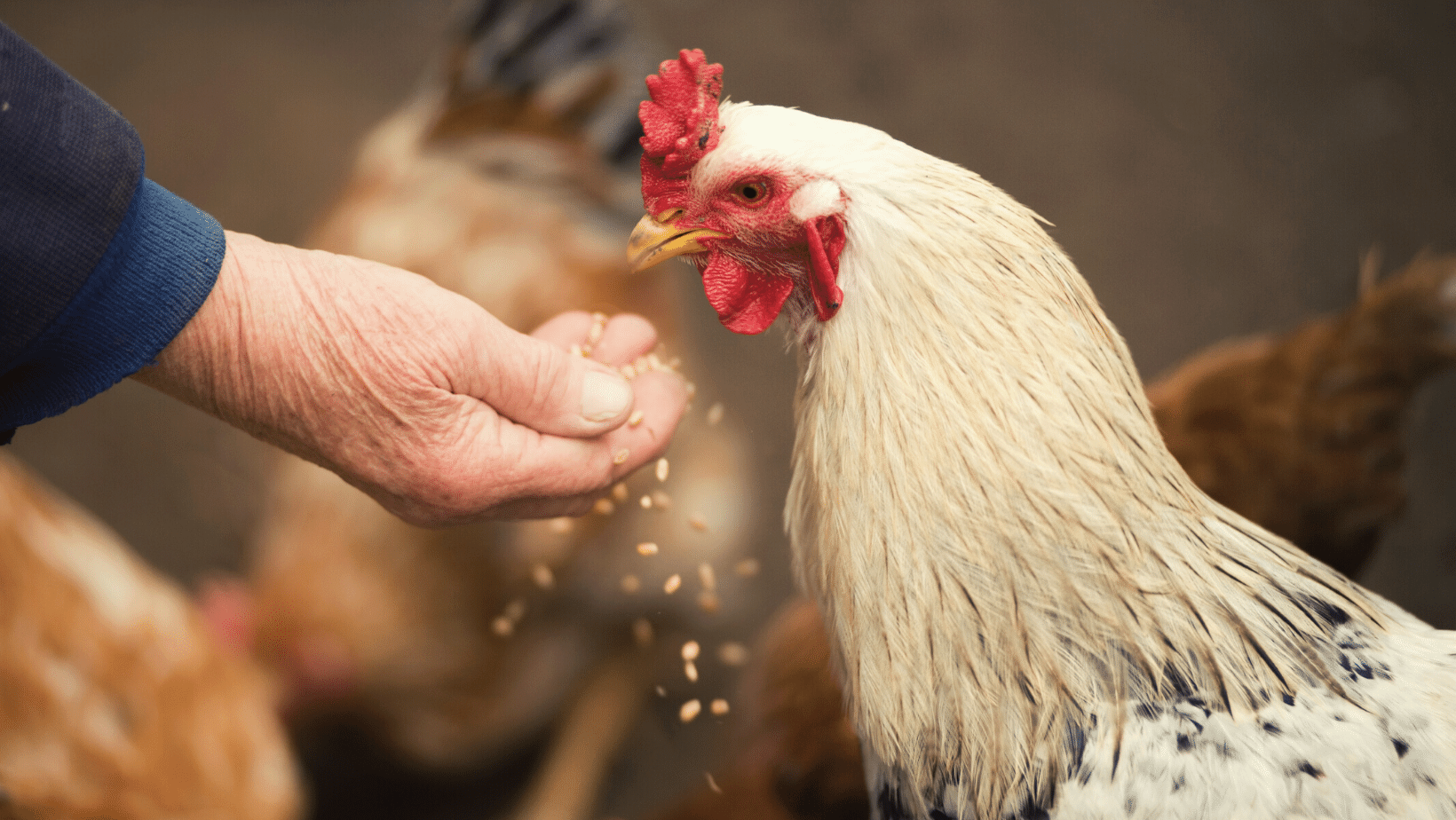 The Poultry Feed - The Ultimate Guide on Poultry Feed
