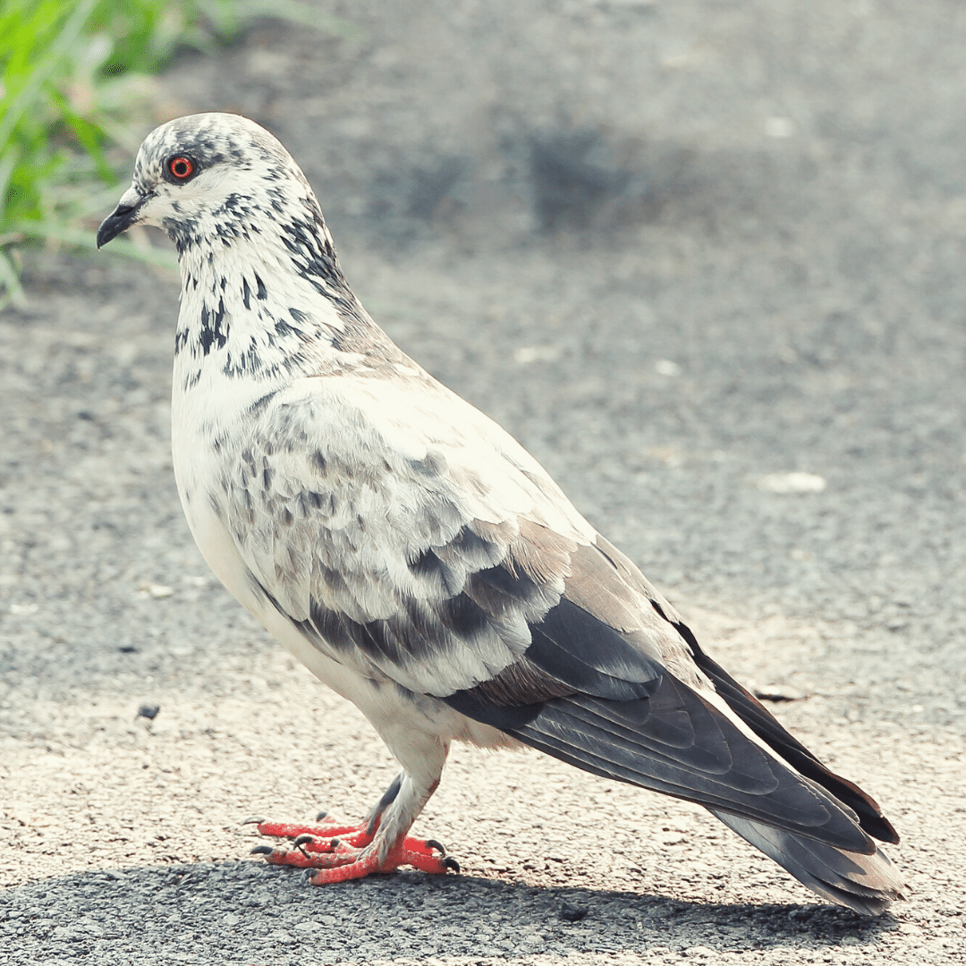 The Poultry Feed - The Ultimate Guide on Poultry Feed
