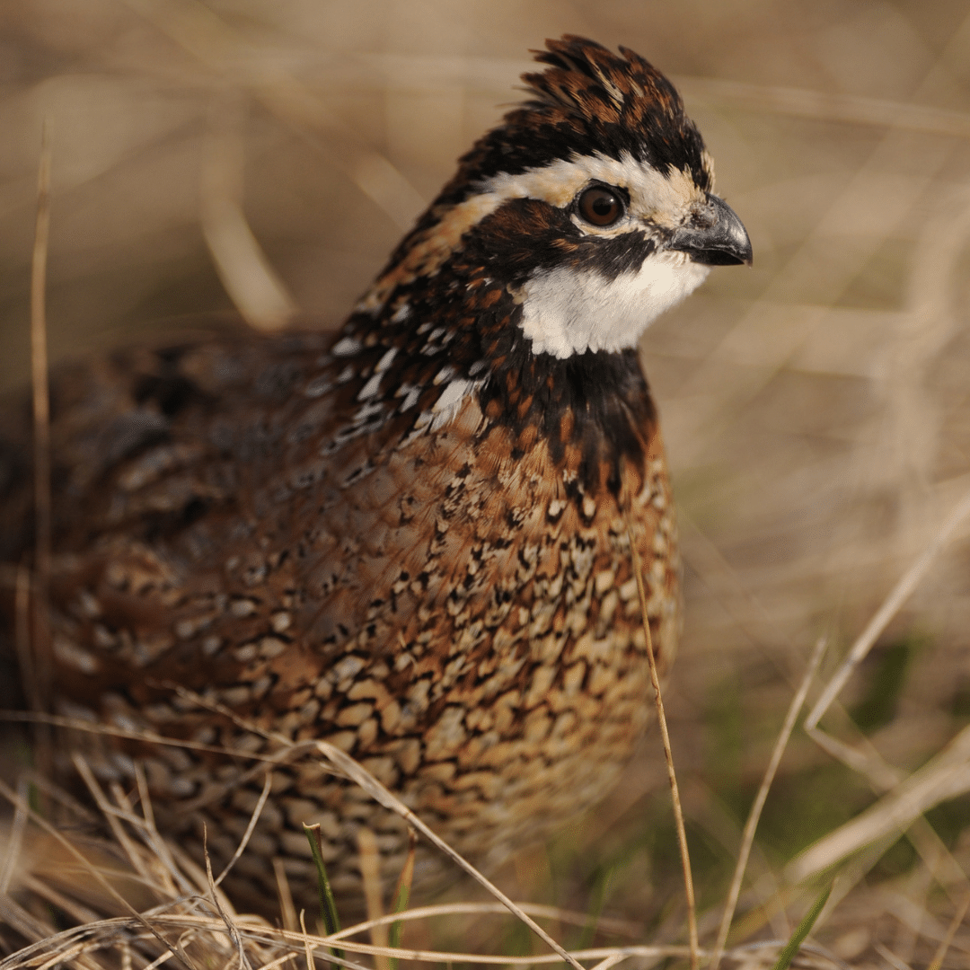 The Poultry Feed - The Ultimate Guide on Poultry Feed