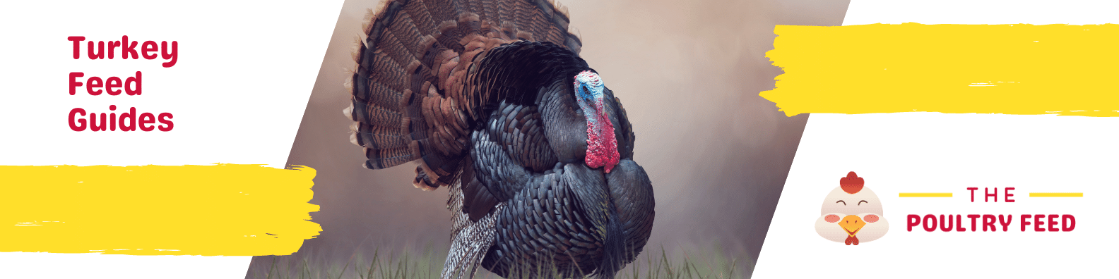 Turkey - The Poultry Feed