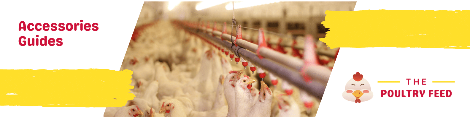 Accessories - The Poultry Feed