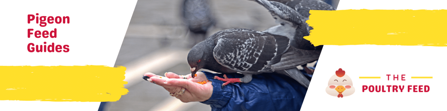 Pigeon - The Poultry Feed