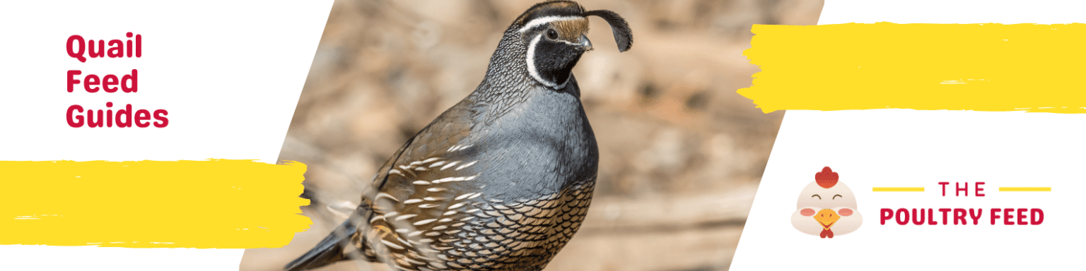 Quail - The Poultry Feed
