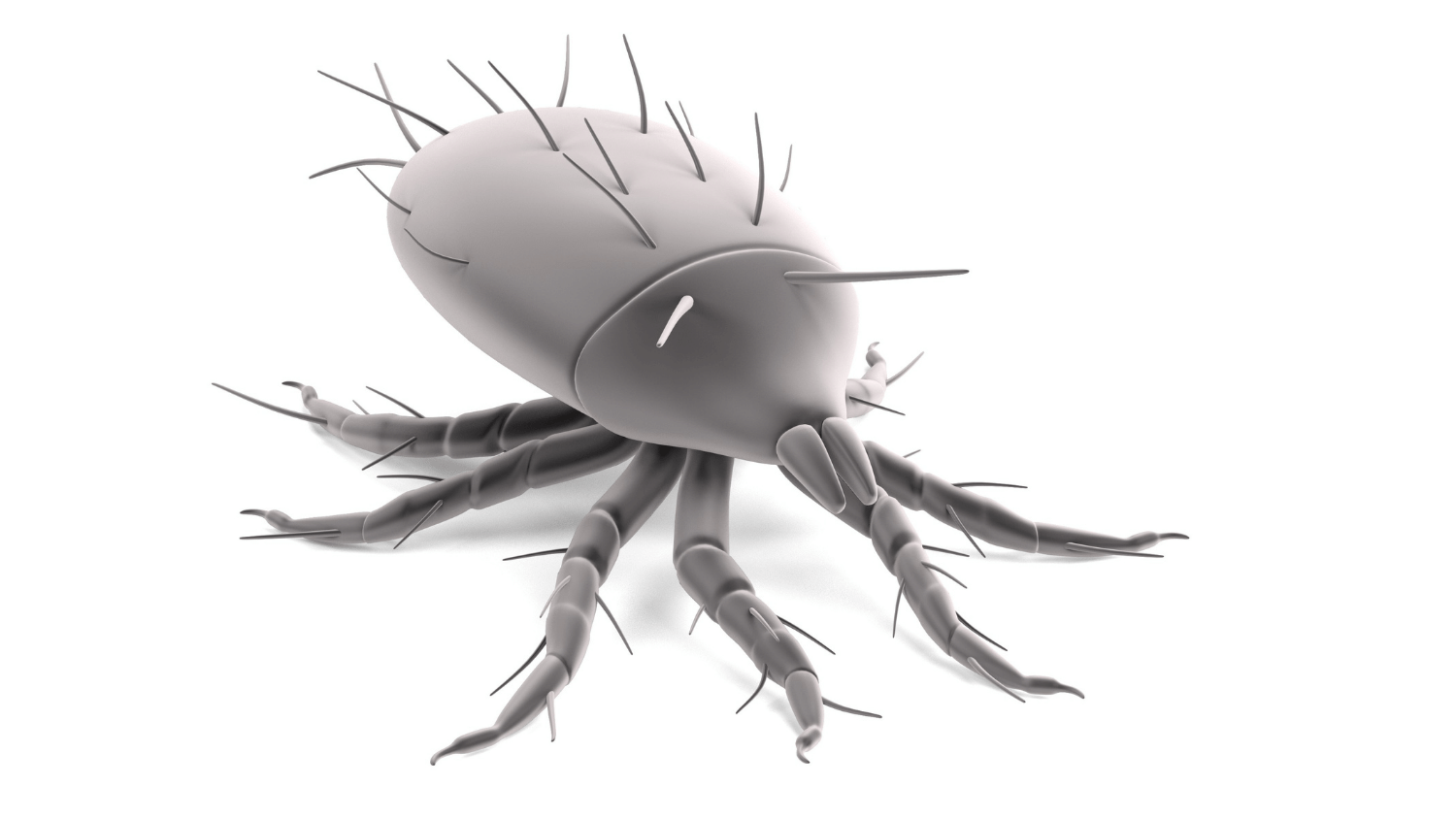 Pigeon Mites Symptoms, Treatment and Prevention - The Poultry Feed