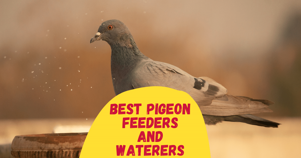 7 Best Pigeon Feeders and Waterers in 2022 - The Poultry Feed