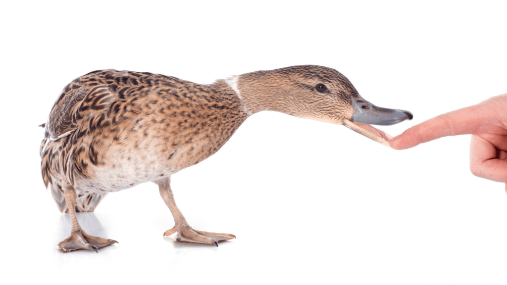 Do Duck Bites Hurt Crazy Bad? - The Poultry Feed