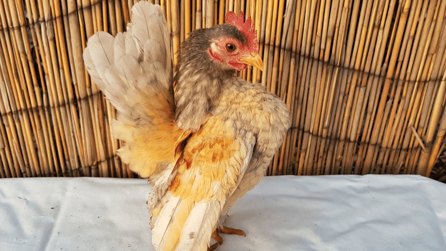 What to Feed Serama Chickens? The Easy Way. - The Poultry Feed