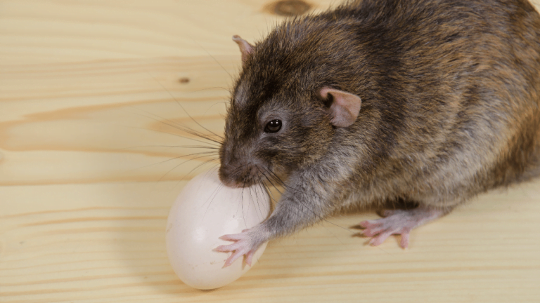 Do chickens attract rats? Best tips to avoid rats. - The Poultry Feed