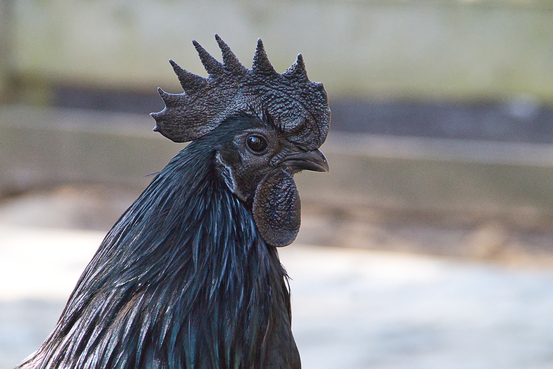 Top 7 Fancy Chickens - The Poultry Feed