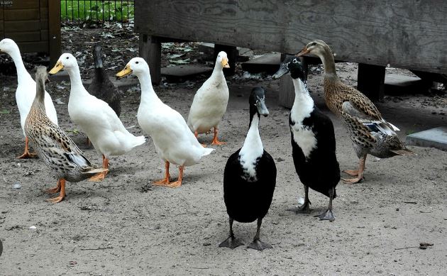 Indian Runner Ducks Easy Care Guide - The Poultry Feed