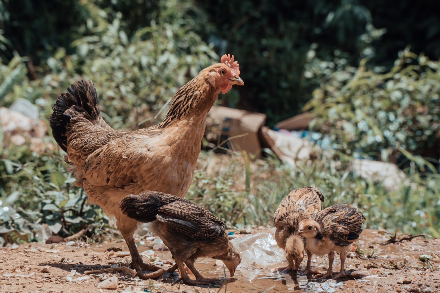 Best Grit For Chicken - The Poultry Feed