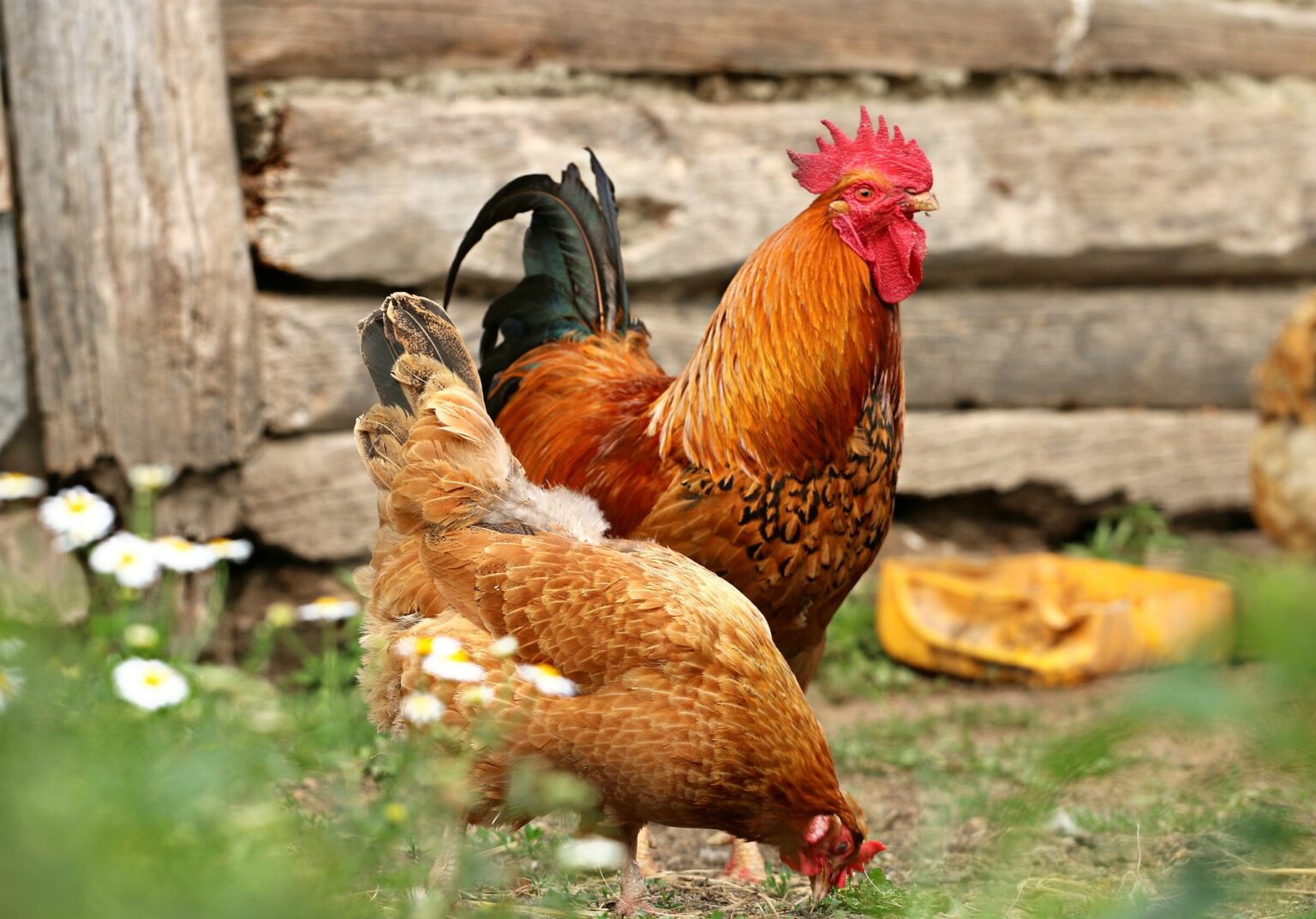 How Does A Rooster Fertilize An Egg? The Easy Explanation