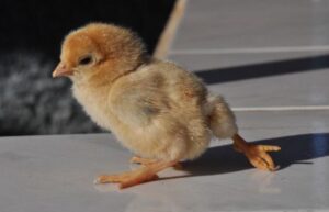 Understanding Splayed Legs in Chicks: A Comprehensive Guide
