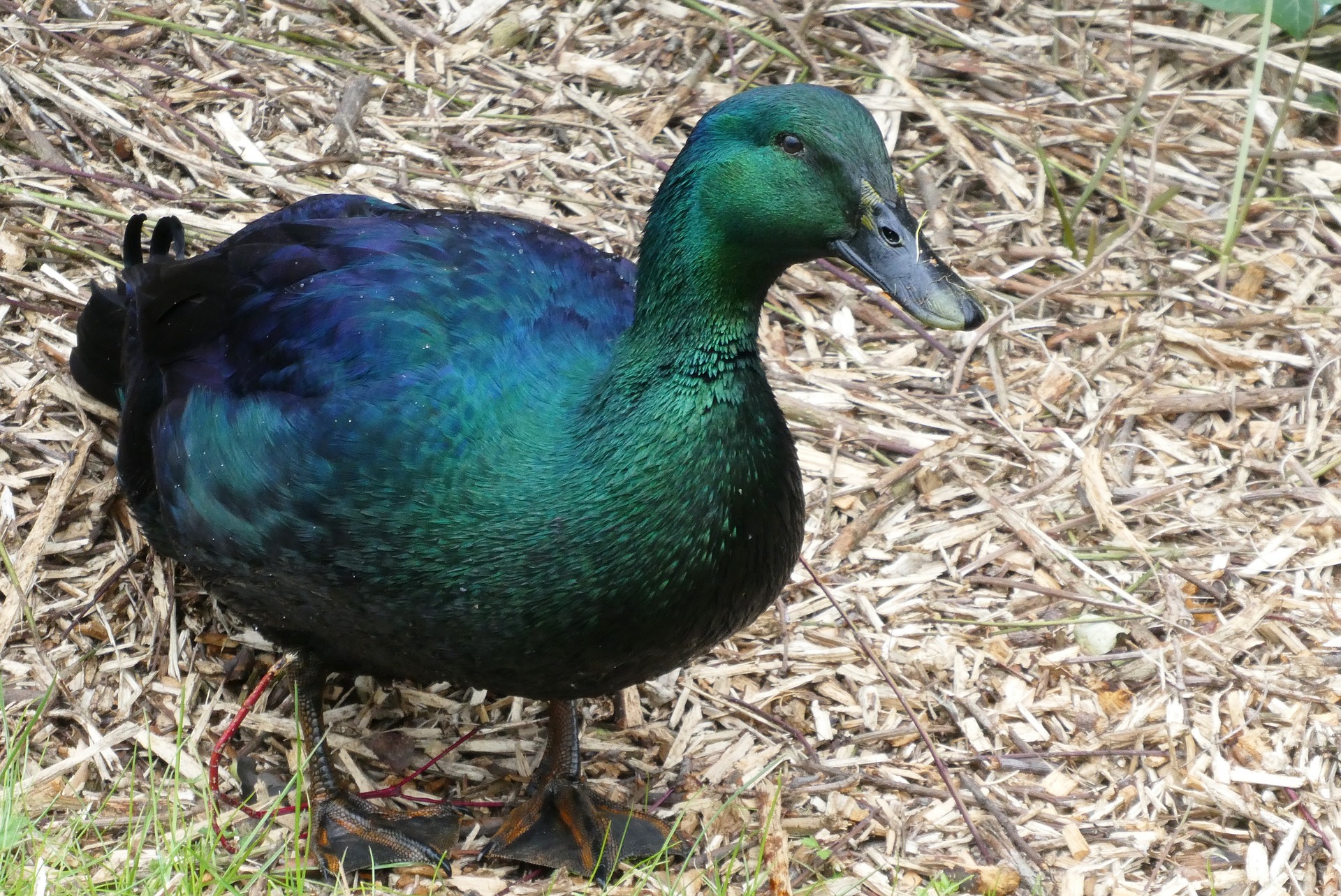 Top 6 Miniature Ducks: Adorable and Unique Ducks