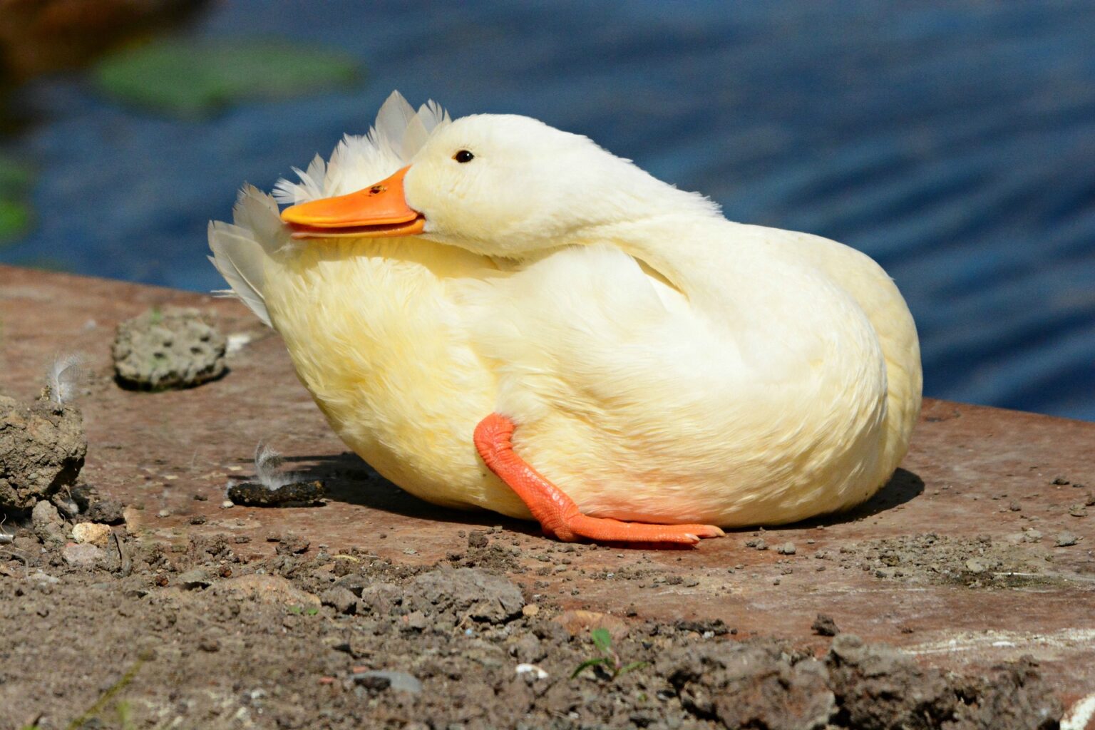 Why Do Ducks Wag Their Tails? Interesting Facts - The Poultry Feed