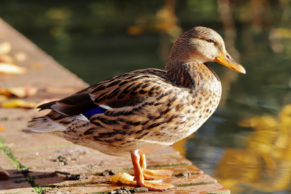 Best Pens for Ducks: Creating a Safe Haven - Thepoultryfeed