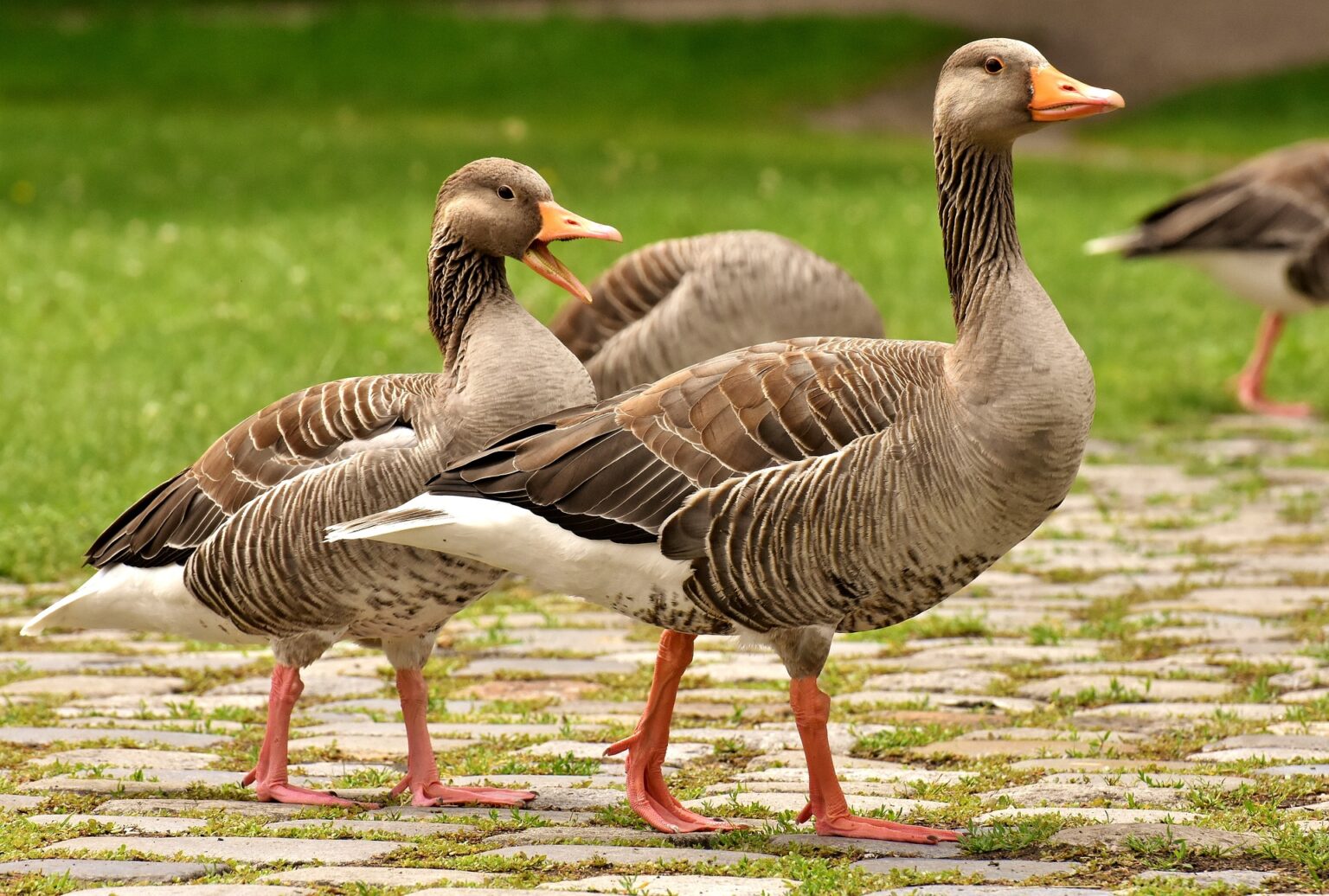 Male or Female Goose: Understanding the Differences