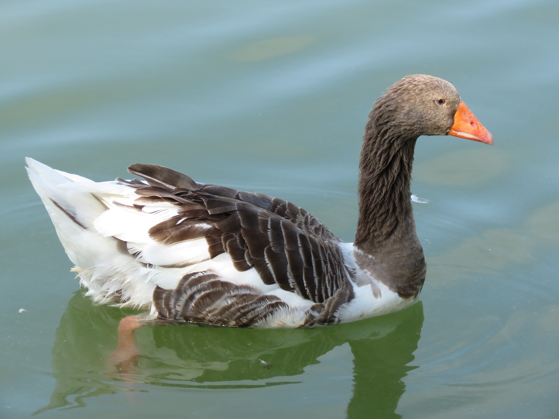 Toulouse Geese Ultimate Care Guide - The Poultry Feed