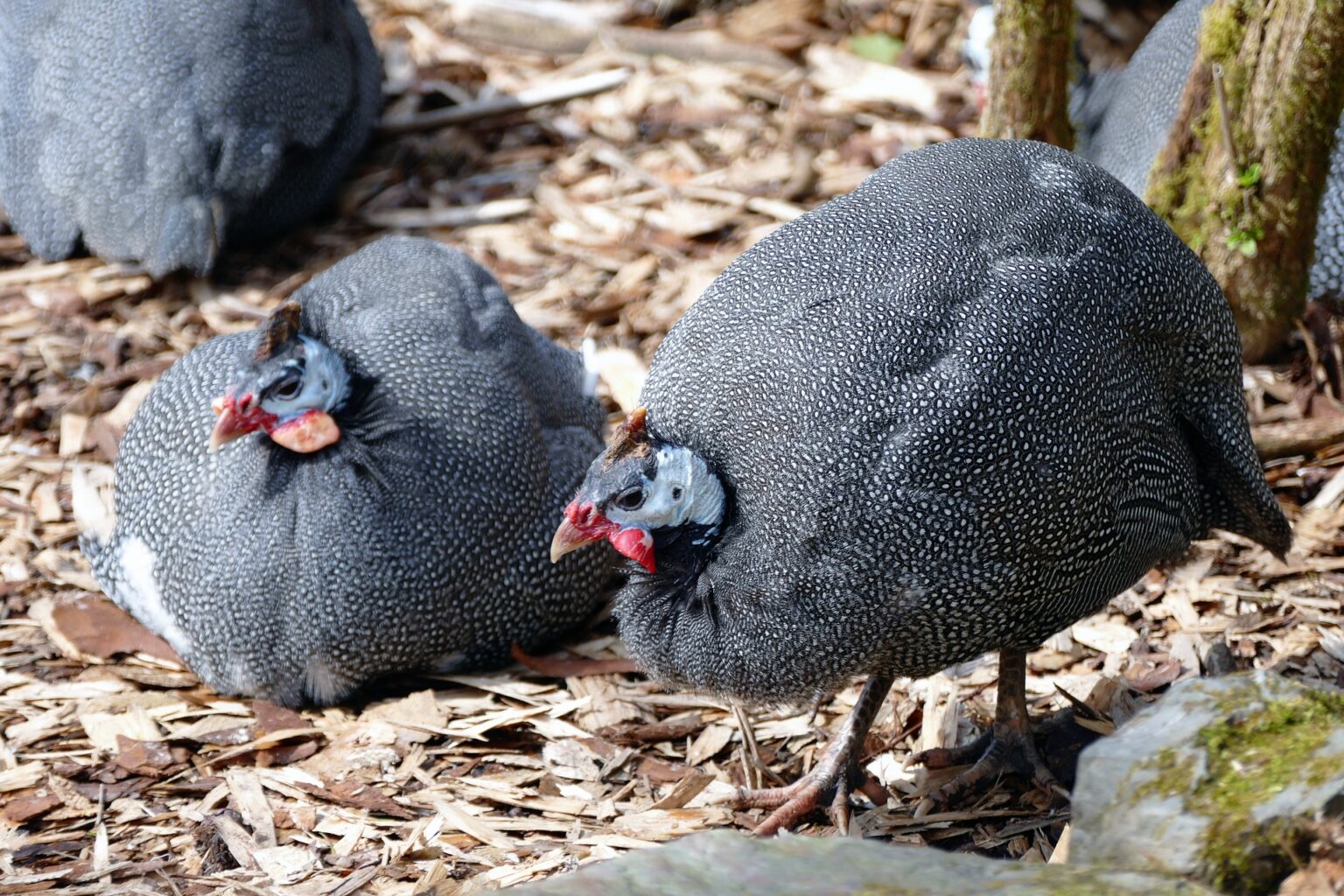 Guinea Fowl Feed: A Comprehensive Guide - The Poultry Feed