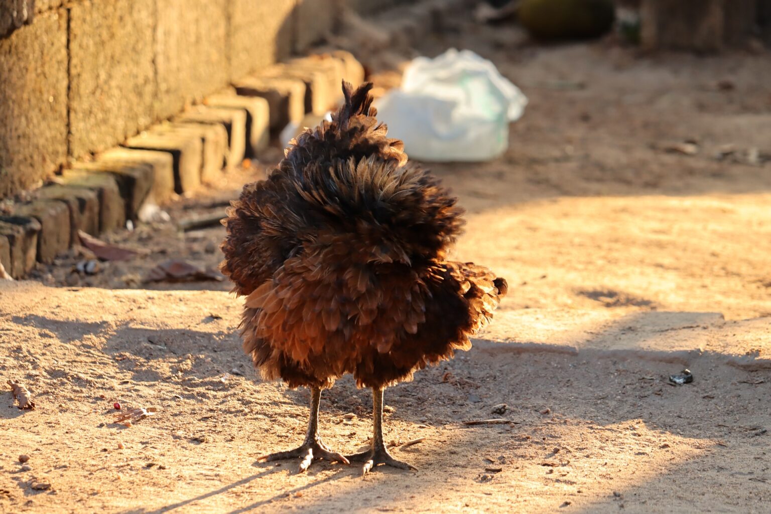 Wry Neck In Chickens: Best Guide, Care, Treatment - The Poultry Feed