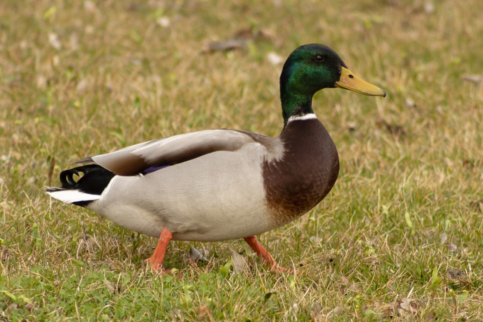 The Enchanting Green Head Duck: Beauty, Behavior, etc.