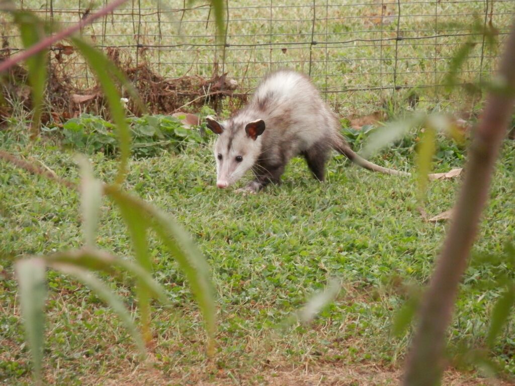 Do Possum Eat Chickens? Best Protection Methods - The Poultry Feed