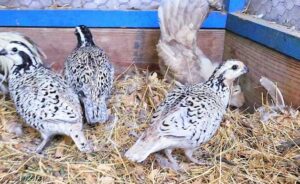 Snowflake Quail: A Delicate Beauty of the Avian World