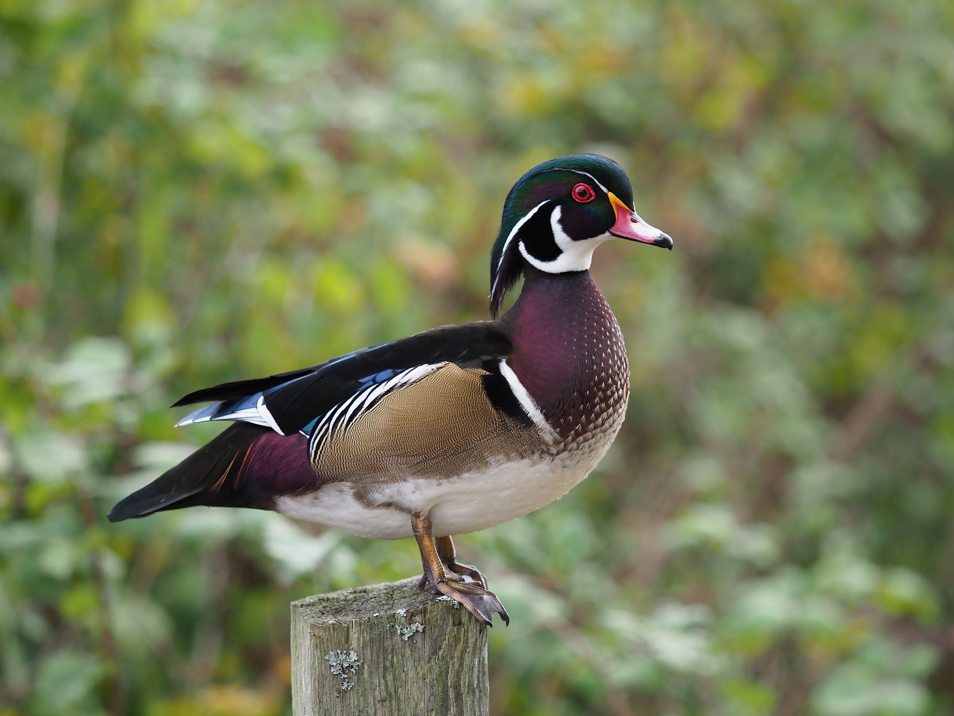 Top 5 Ohio Ducks - The Poultry Feed