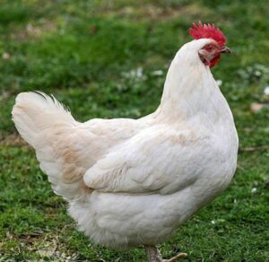 Amberlink Chickens: The Perfect Dual-Purpose Breed