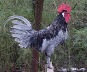 Andalusian Chickens Care: A Guide to Raising and Care