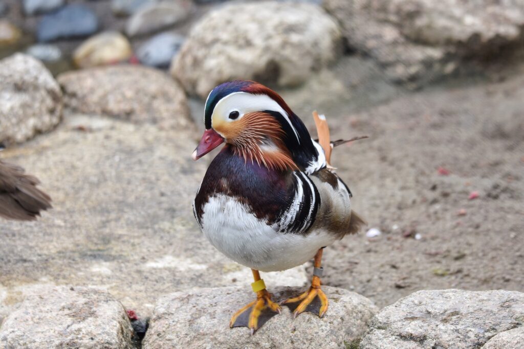 How to Raise Ducks: Essential Tips for Successful Duck Keeping - The ...