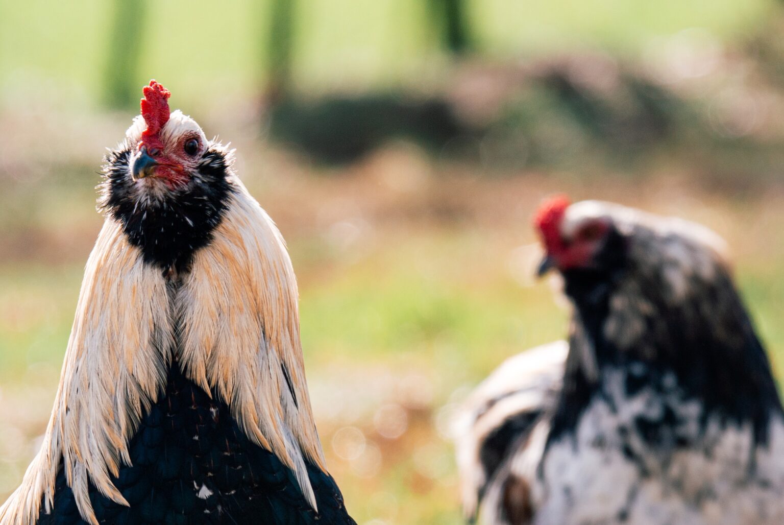 How To Feed Chickens: A Complete Guide to Proper Nutrition