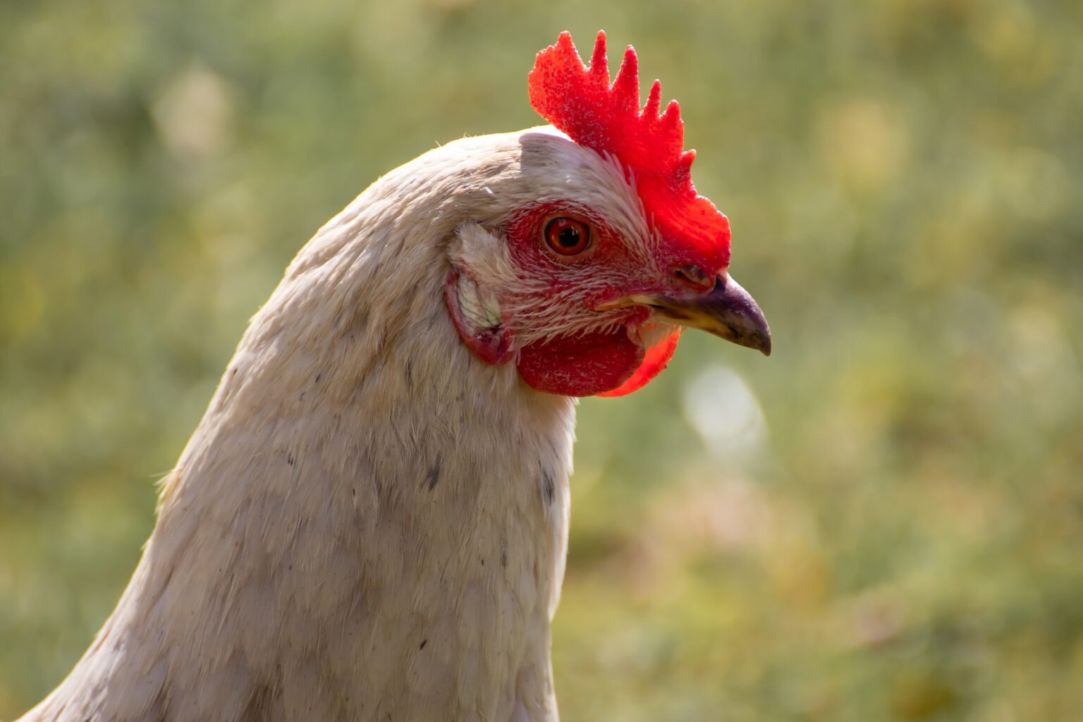 Dealing with Scaly Leg Mites in Chickens: Causes, Symptoms, and ...