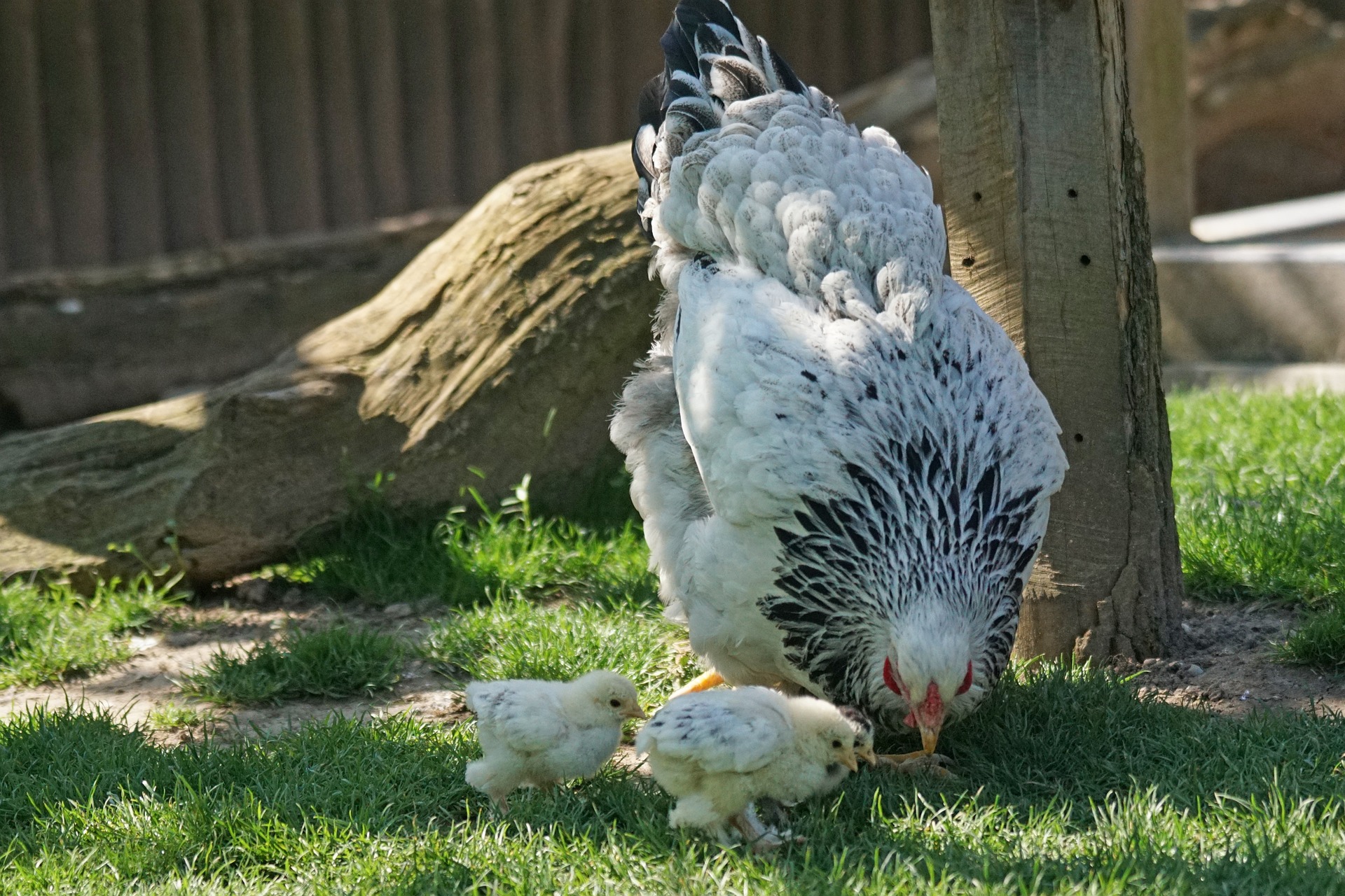 Large Chickens: Majestic Birds for the Backyard - The Poultry Feed