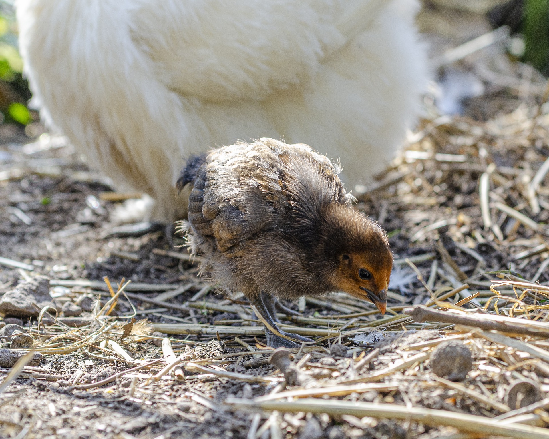 What Can Chickens Eat: A Guide to a Nutritious Diet