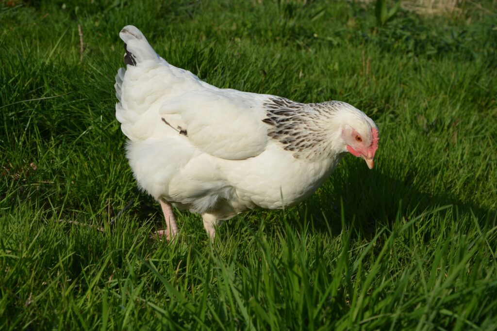 Keeping Dual Purpose Chickens: A Comprehensive Guide - The Poultry Feed