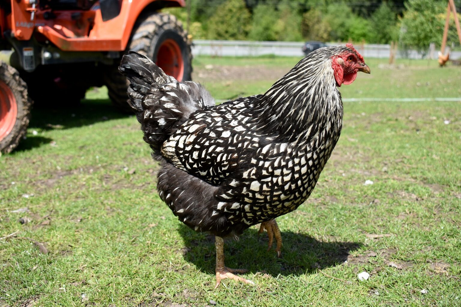 Speckled Chickens: A Beautiful Addition to Your Flock