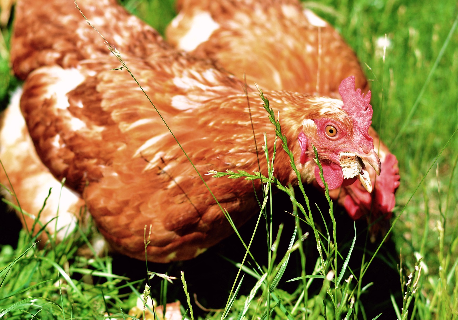 What Is In Chicken Feed: Understanding Essential Components
