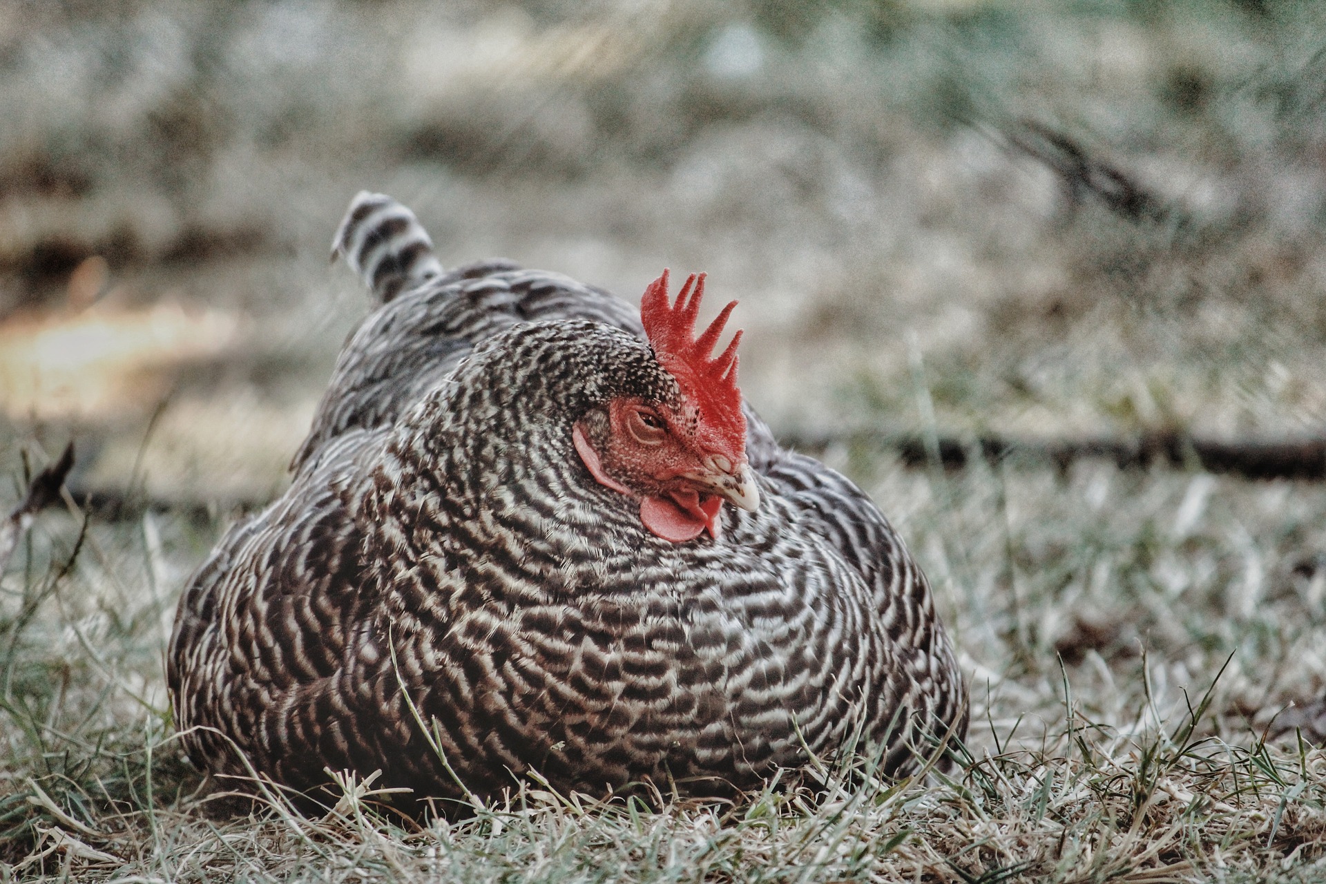 Raising Happy Hens: The Importance of Chicken Roosts in Your Coop - The ...