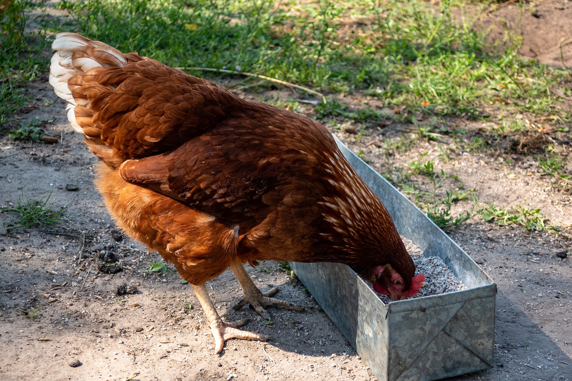 Chicken Sand Bedding: A Comfortable and Hygienic Choice