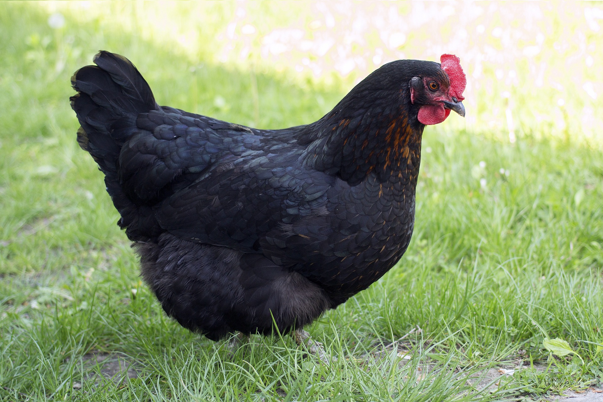 Large Chickens: Majestic Birds for the Backyard - The Poultry Feed