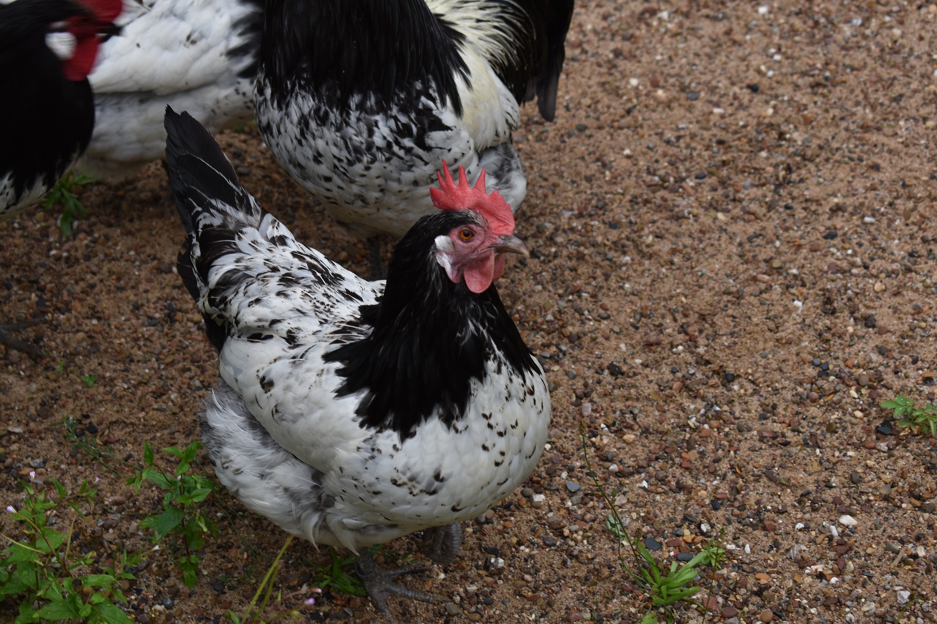 Tylan Chickens: A Guide to Understanding this Popular Poultry ...