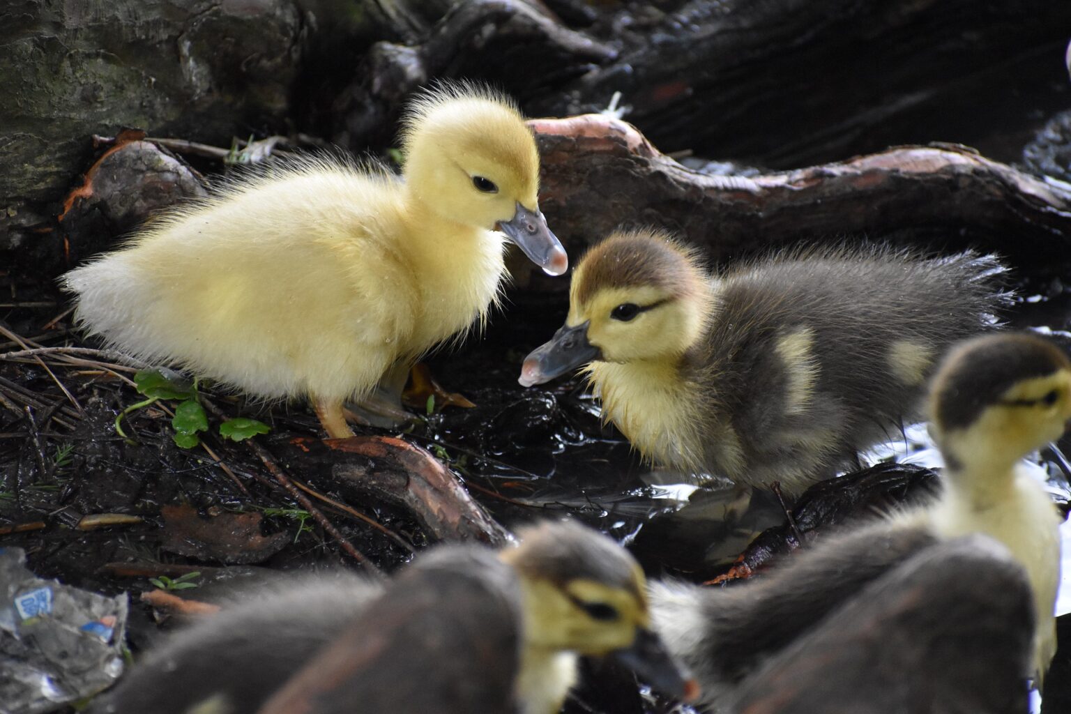 Duck Brooders: Creating a Safe and Nurturing Environment