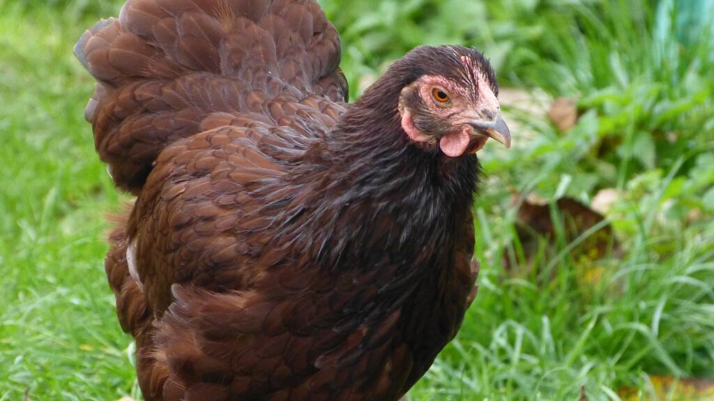 Grandpas Feeders: A Revolution in Chicken Feeding for Happy, Healthy ...