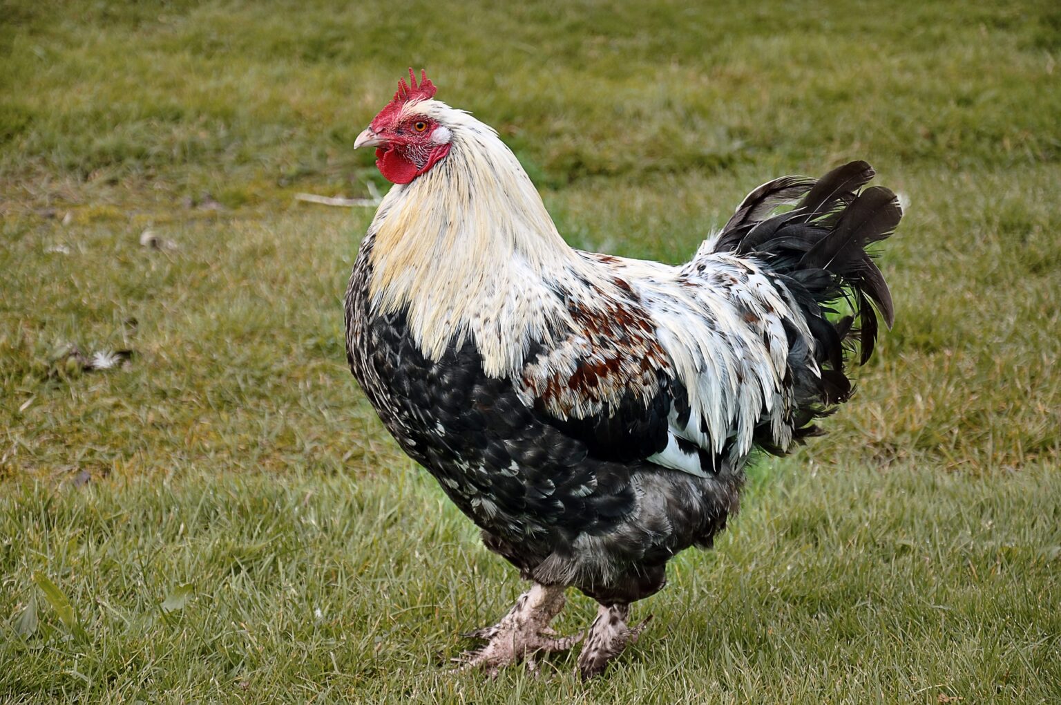 Dorking Chickens: Heritage Breeds with Unique Charm and Delicious ...