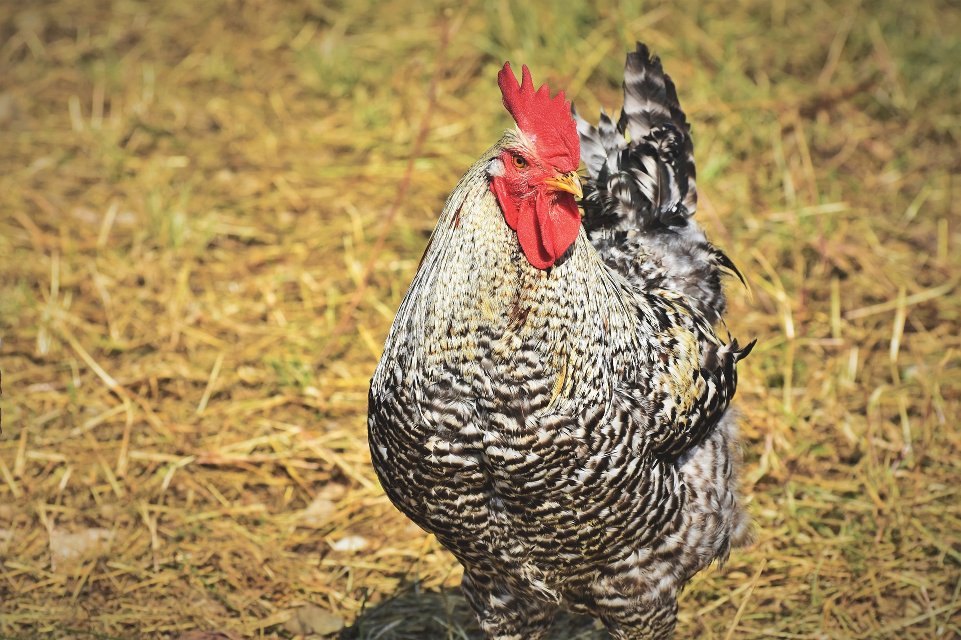 Barred Rock Roosters: The Majestic Leaders of the Flock