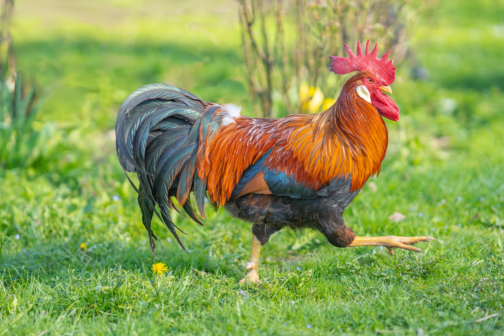Dealing with Scaly Leg Mites in Chickens: Causes, Symptoms, and ...