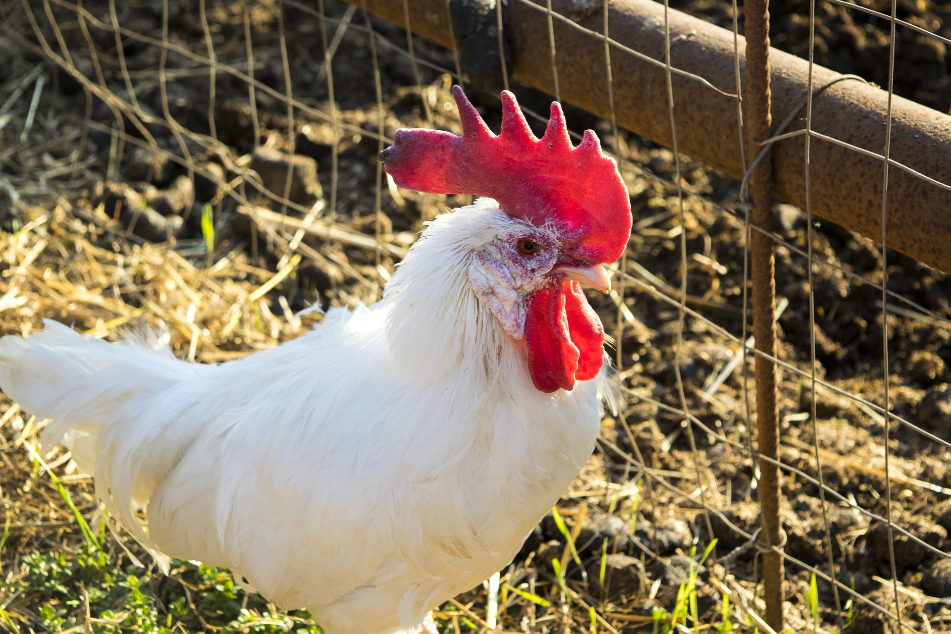 The Importance of a Sturdy Chicken Coop Roof: Protecting Your Flock ...