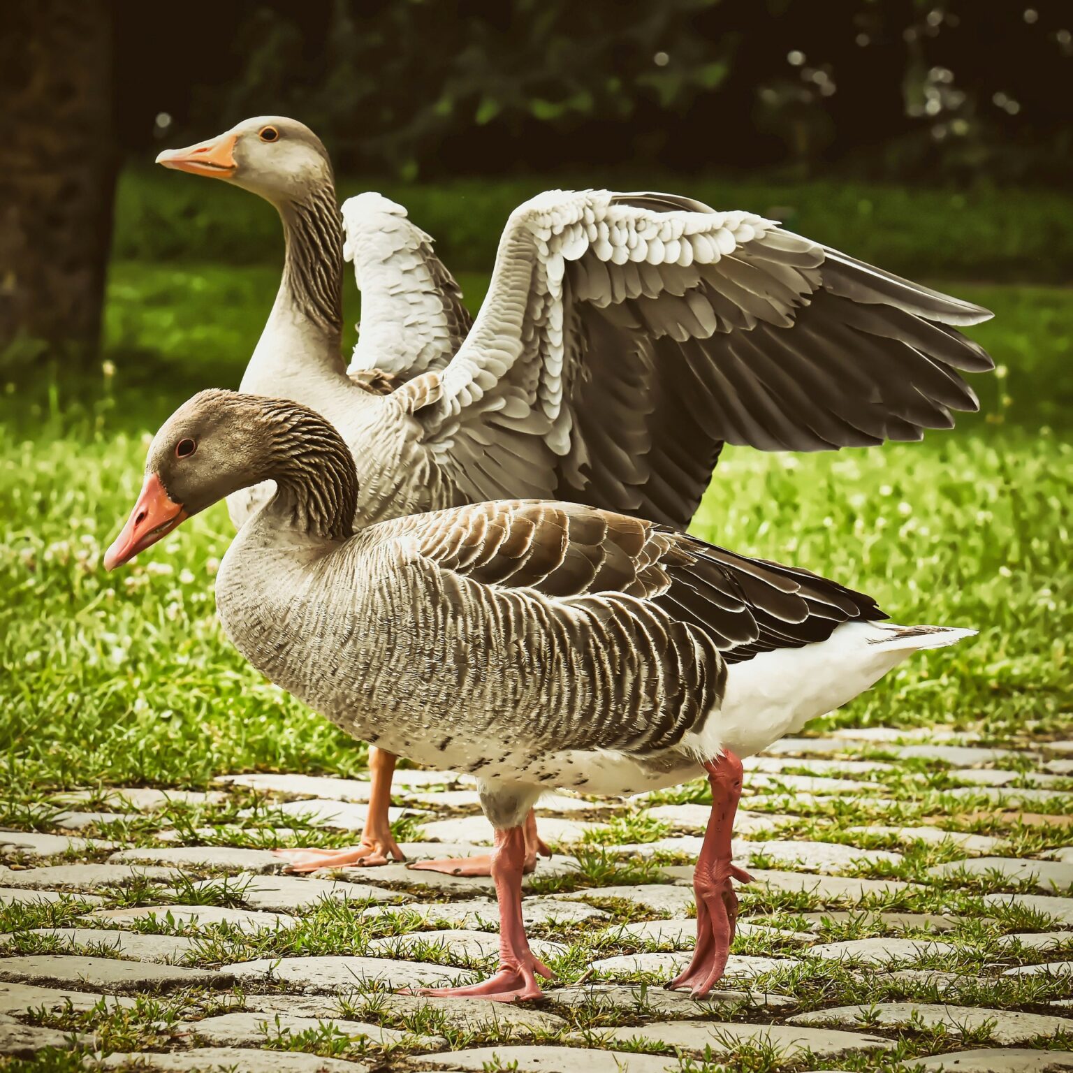Goose Farming: A Comprehensive Guide to Successful Farming