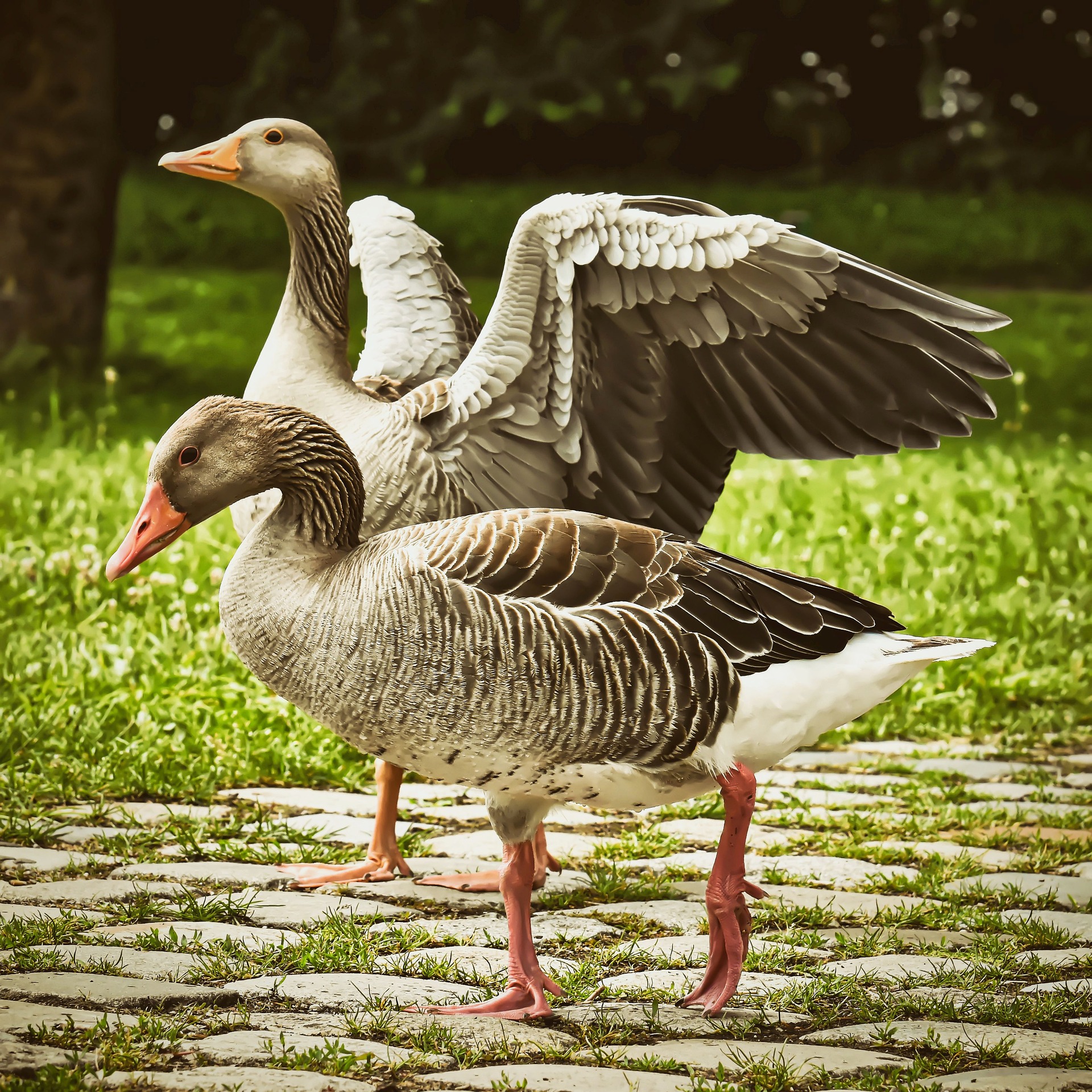 Goose Farming: A Comprehensive Guide to Successful Farming